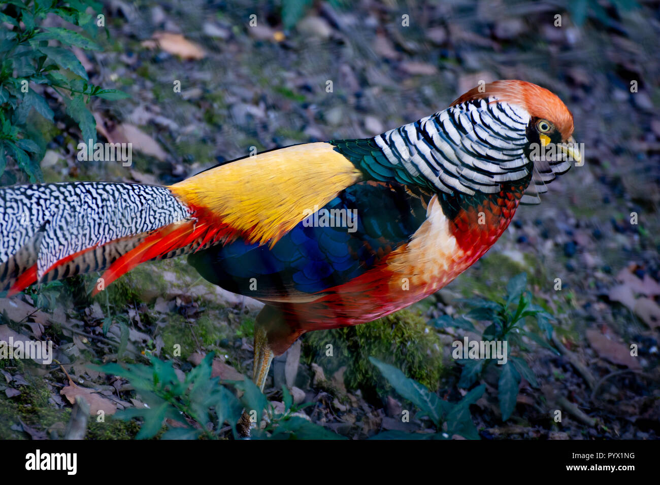 Walking beautiful back view of Golden pheasant Stock Photo - Alamy