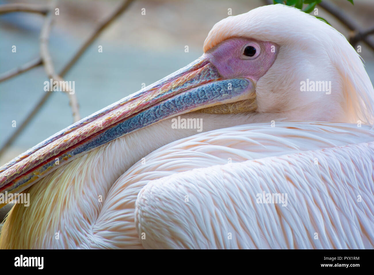 Closeup side view of beautiful white pelican Stock Photo - Alamy