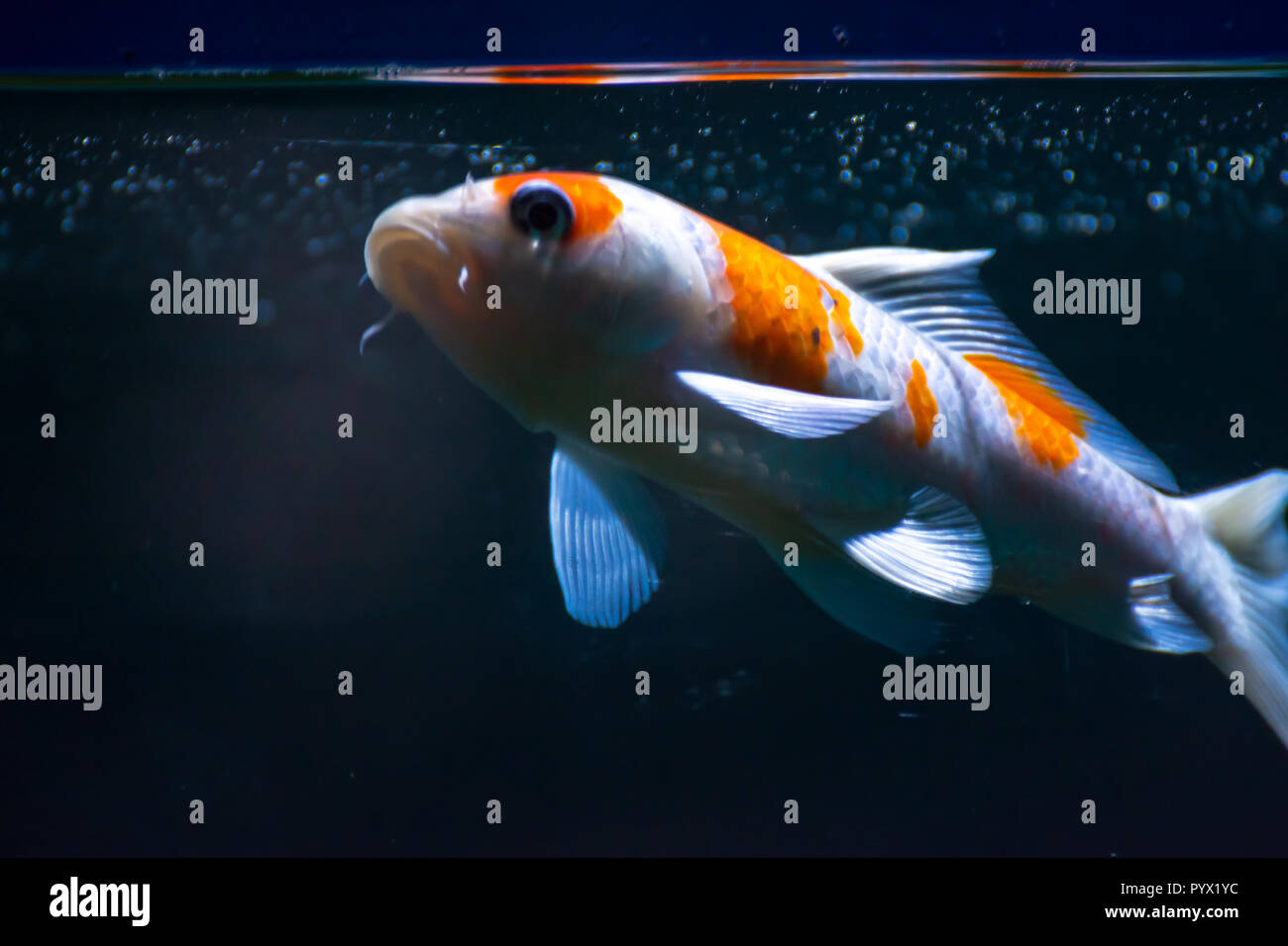 Shubunkin High Resolution Stock Photography and Images - Alamy