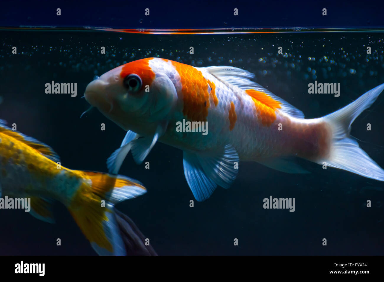 Shubunkin hi-res stock photography and images - Alamy