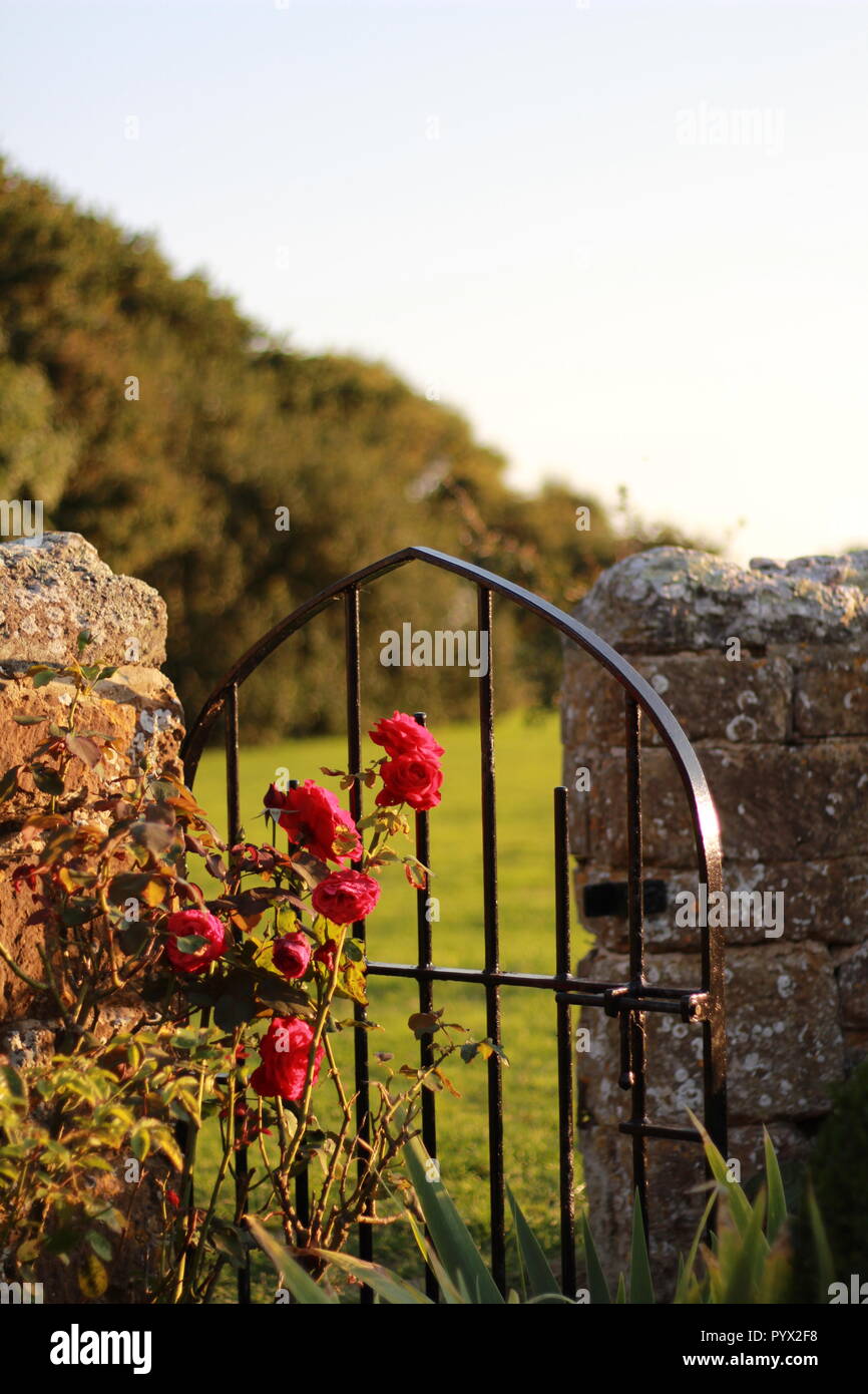 Rose bush by an iron gate in a stone wall Stock Photo - Alamy