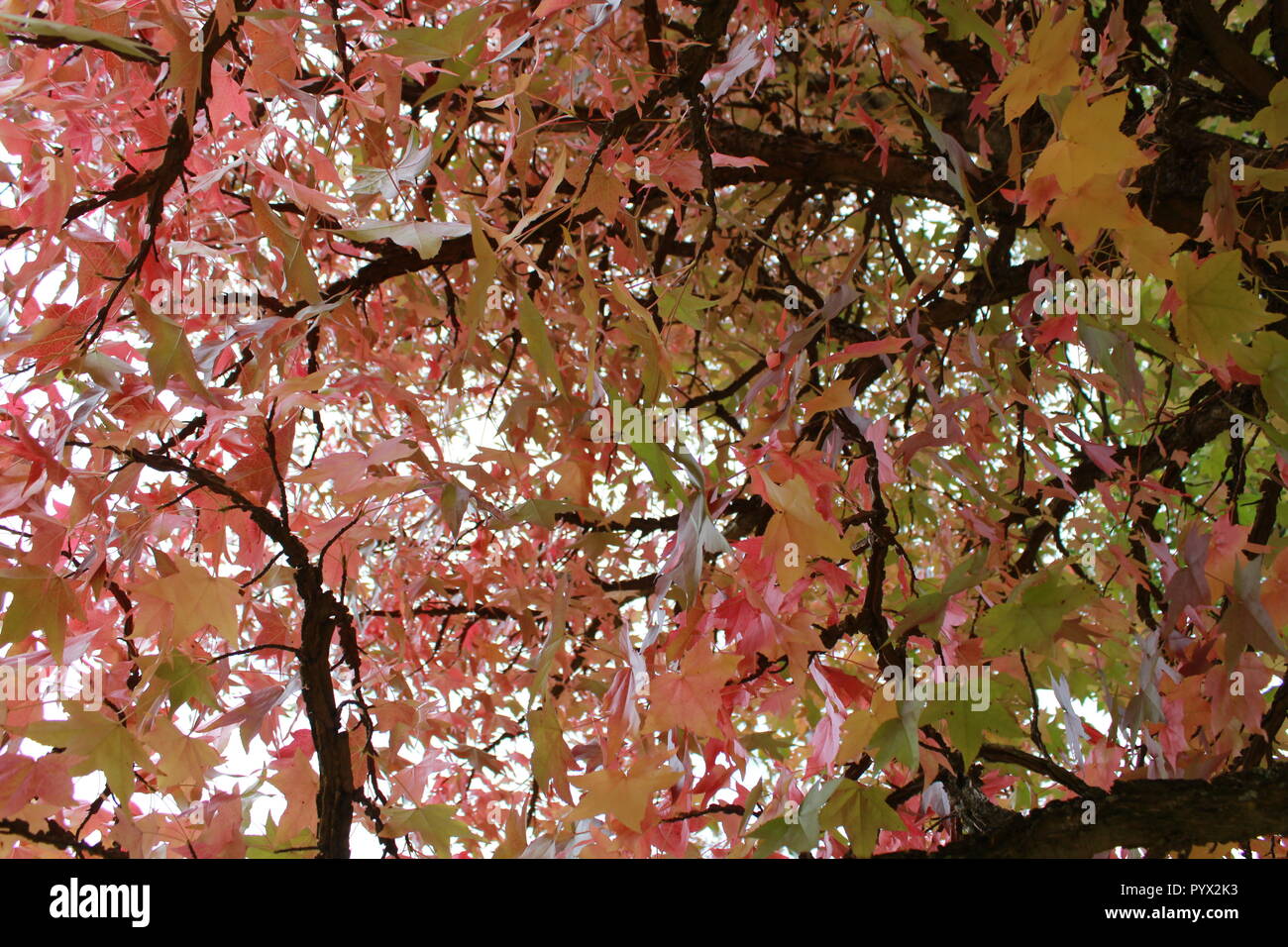 Autumnal trees with orange, red and green leaves Stock Photo - Alamy