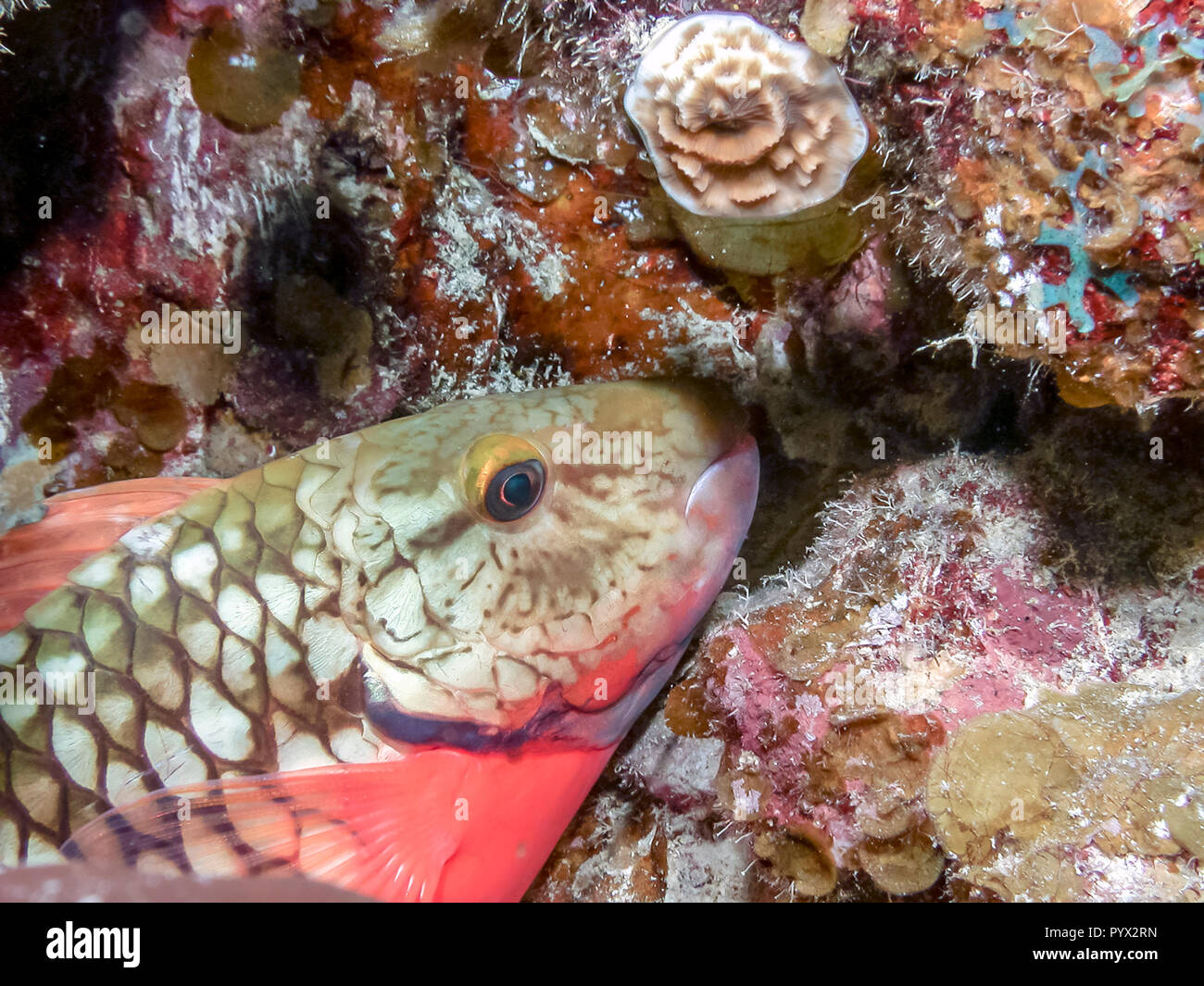 Stoplight Parrotfish Juvenile
