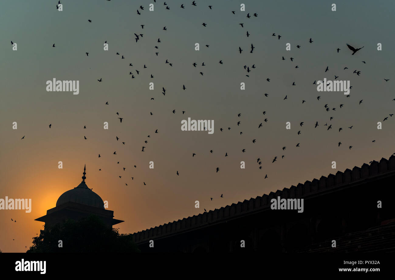Birds flying over the Jama Masjid mosque, Delhi, India Stock Photo - Alamy