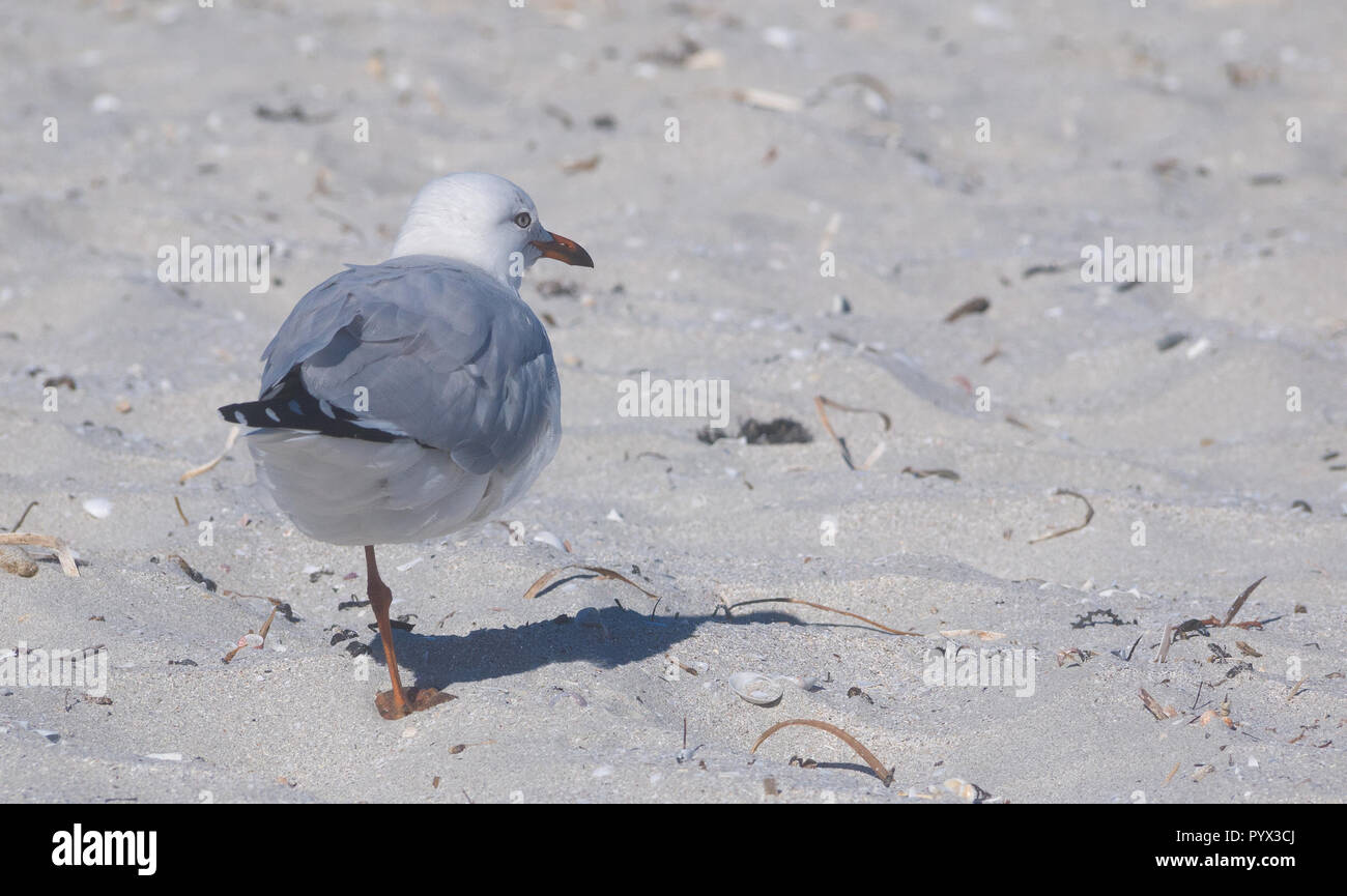 Bird standing on one leg hi-res stock photography and images - Alamy
