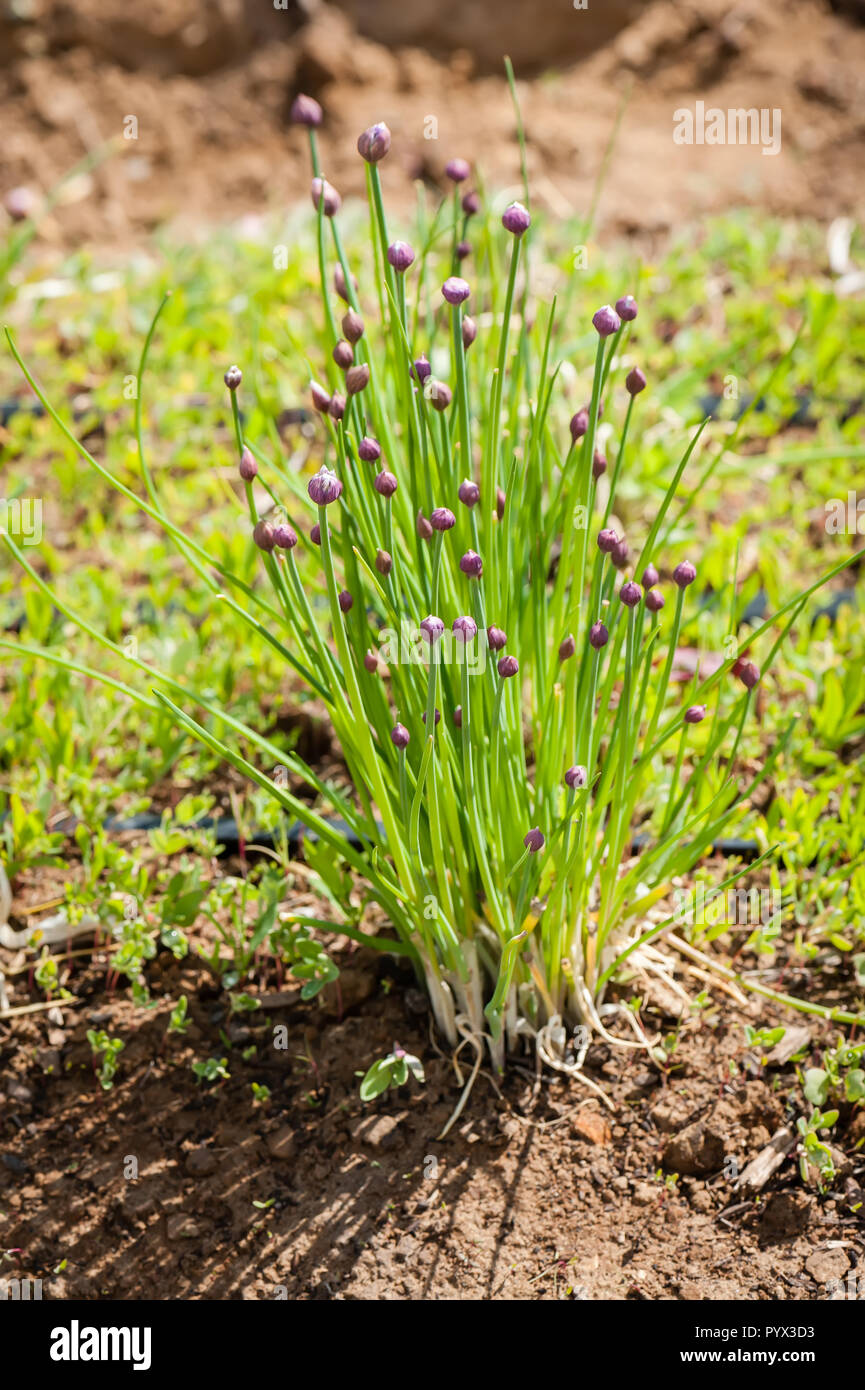Purple flower buds waiting to open on a chive plant Stock Photo - Alamy