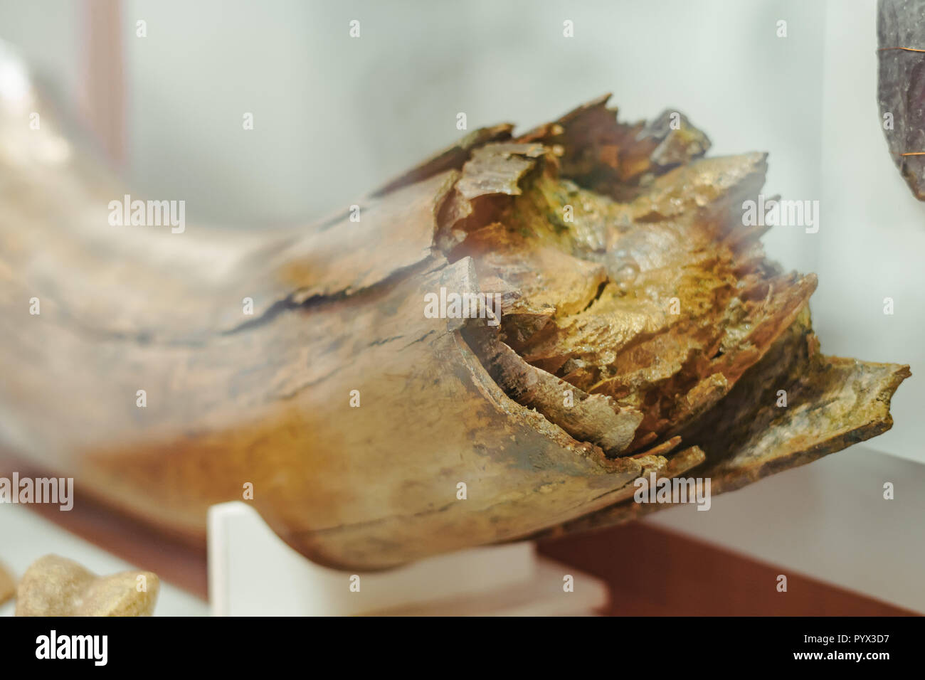 Curved skull with large teeth hi-res stock photography and images - Alamy