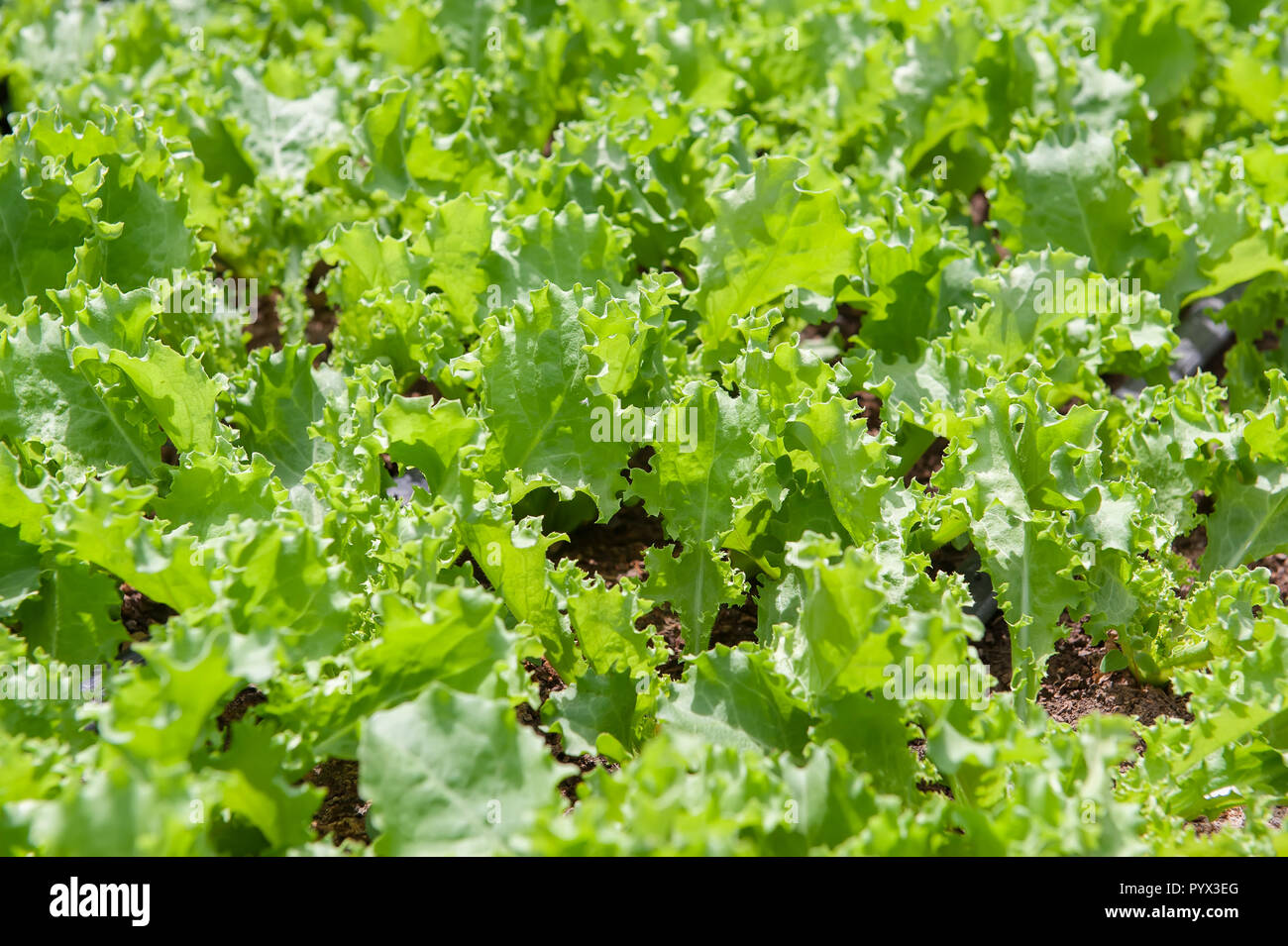 Fresh green ruffled edge lettuce in the garden Stock Photo - Alamy