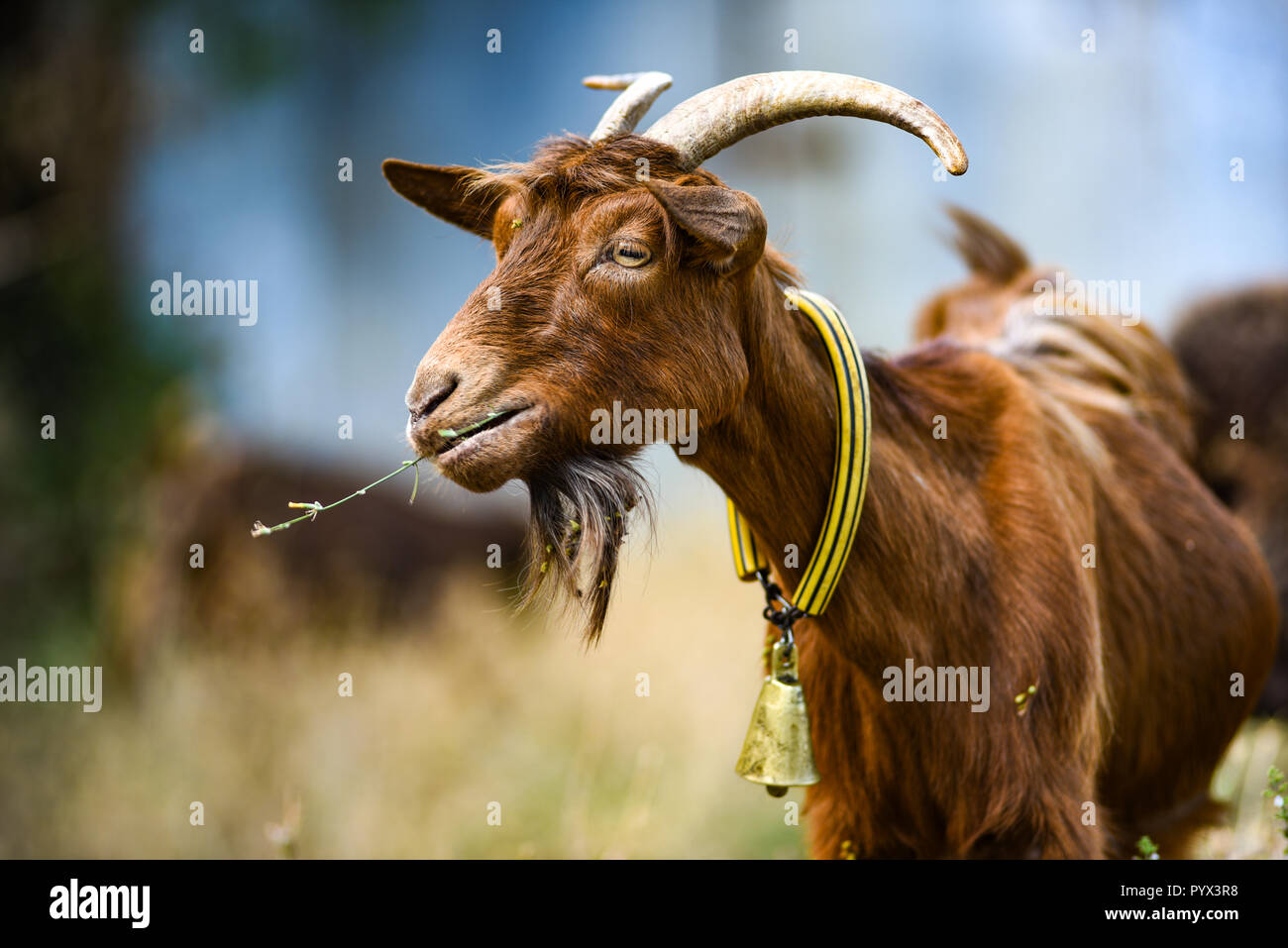 Black neck goat hi-res stock photography and images - Alamy