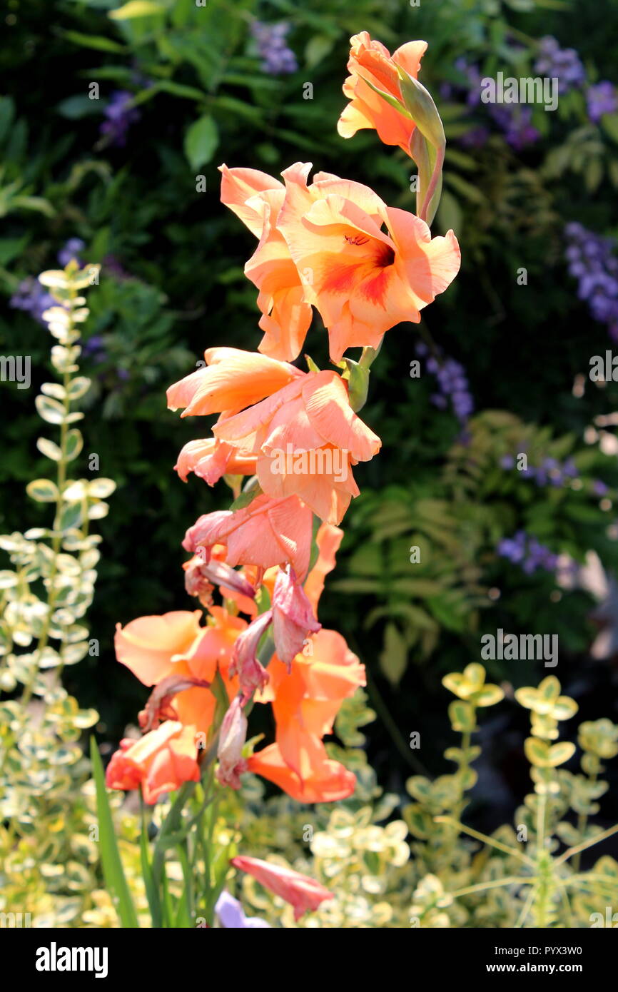 Gladiolus or Sword lily perennial cormous flowering plant with sword ...