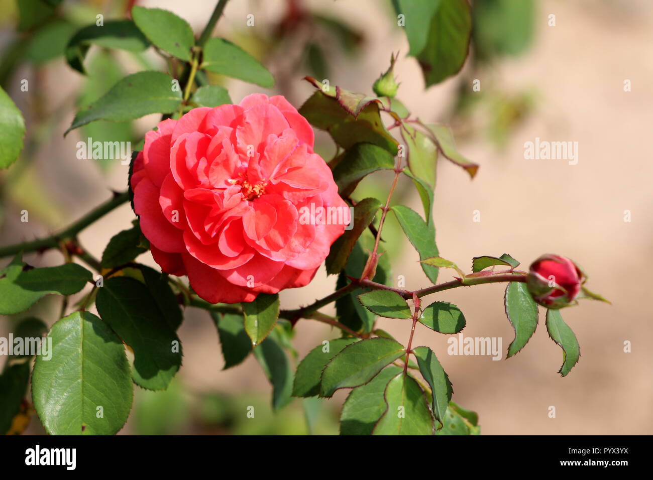 Large fully open blooming dense dark pink rose with fresh pointy leaves ...