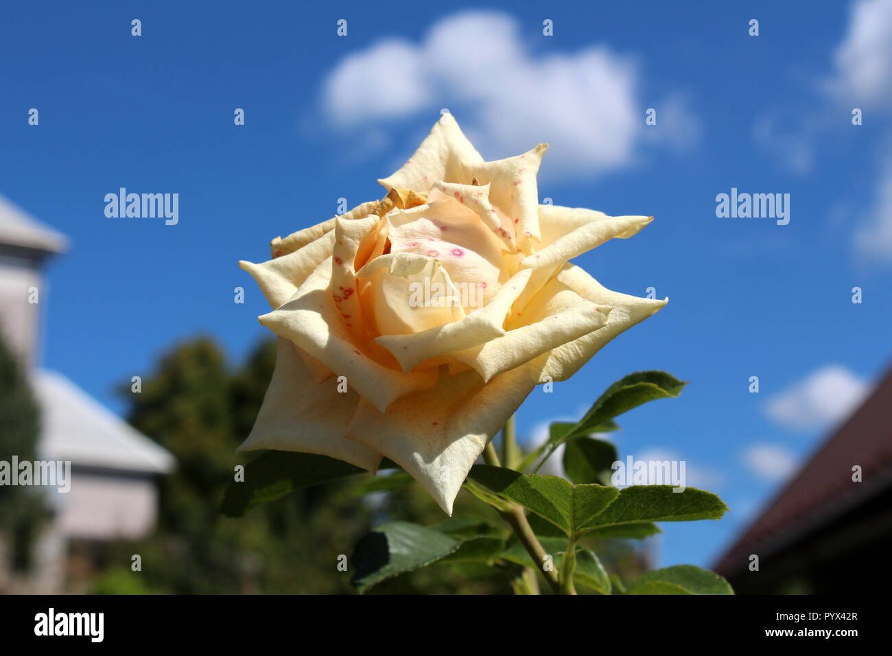 Light yellow fully open blooming rose with small violet spots on petals ...