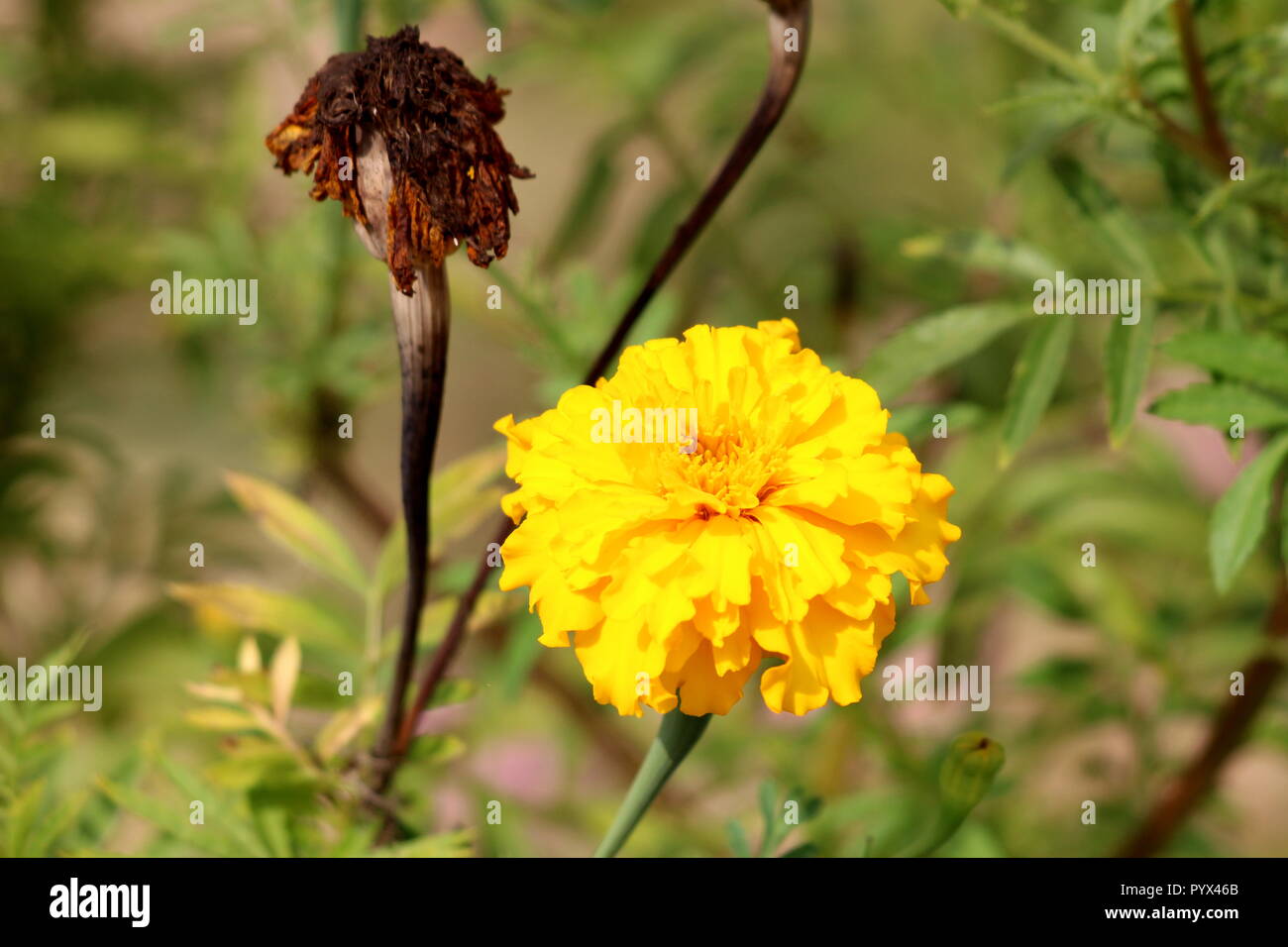 Mexican marigold or Tagetes erecta or Aztec marigold or African ...