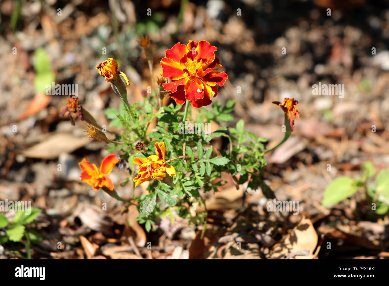 Big marigold hi-res stock photography and images - Alamy