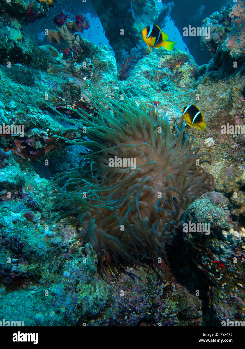 Red Sea Anemonefish and Large Anemone of the Wreck of the SS Carnatic ...