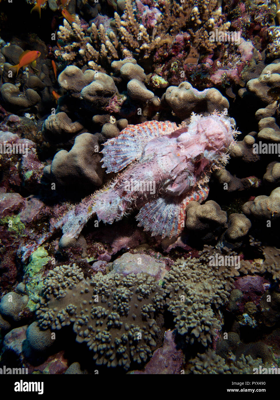 Big scorpionfish hi-res stock photography and images - Alamy