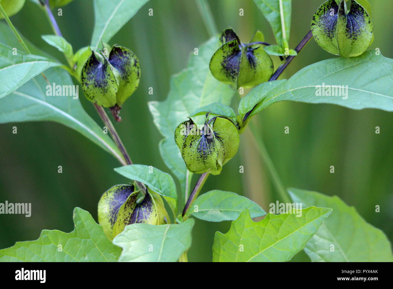 Nicandra physalodes or Apple-of-Peru or Shoo-fly plant multiple lantern ...