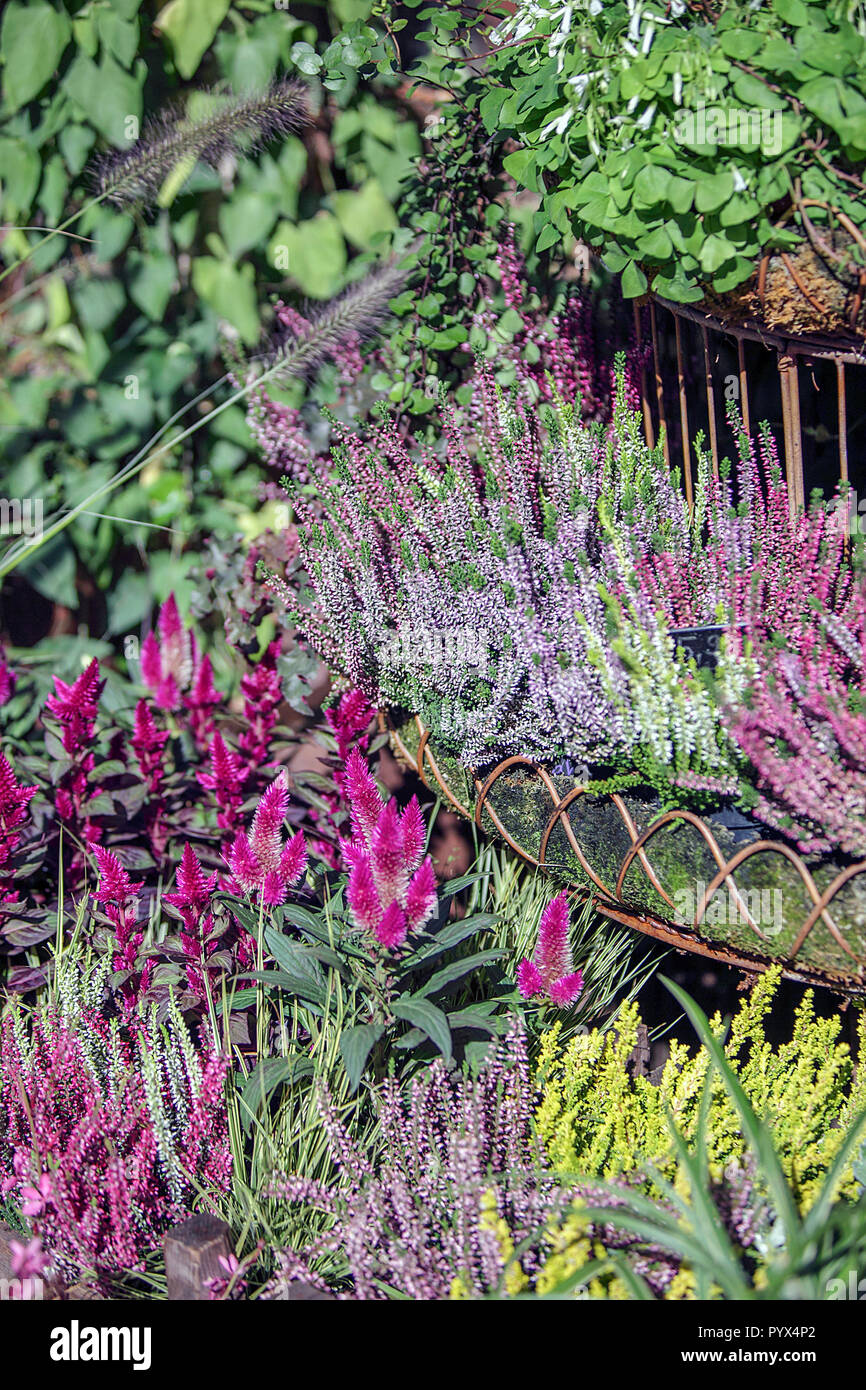 An array of different plants hi-res stock photography and images - Alamy