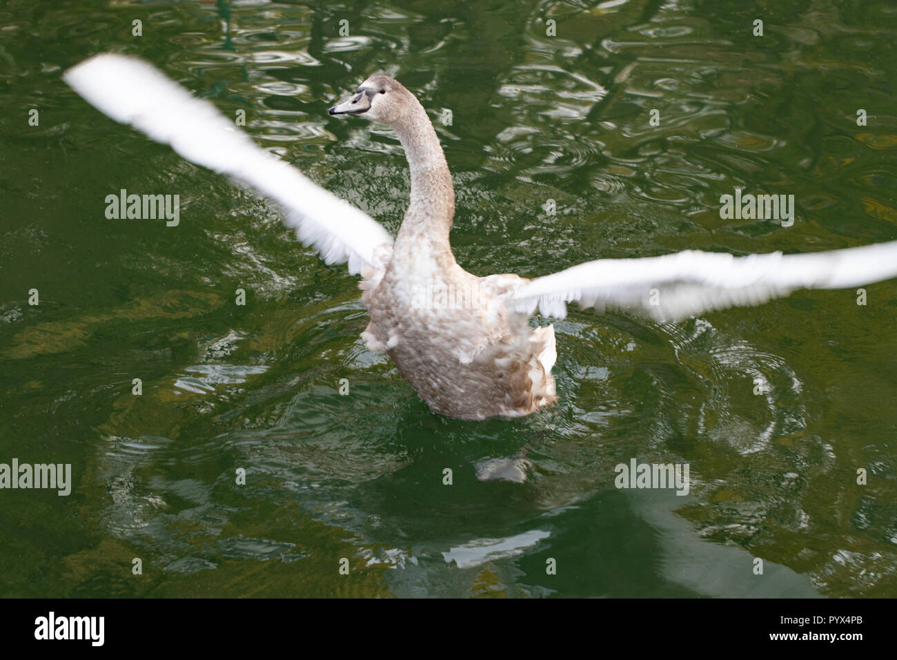 swans on a lake. Beautiful white swan with the family in swan lake ...