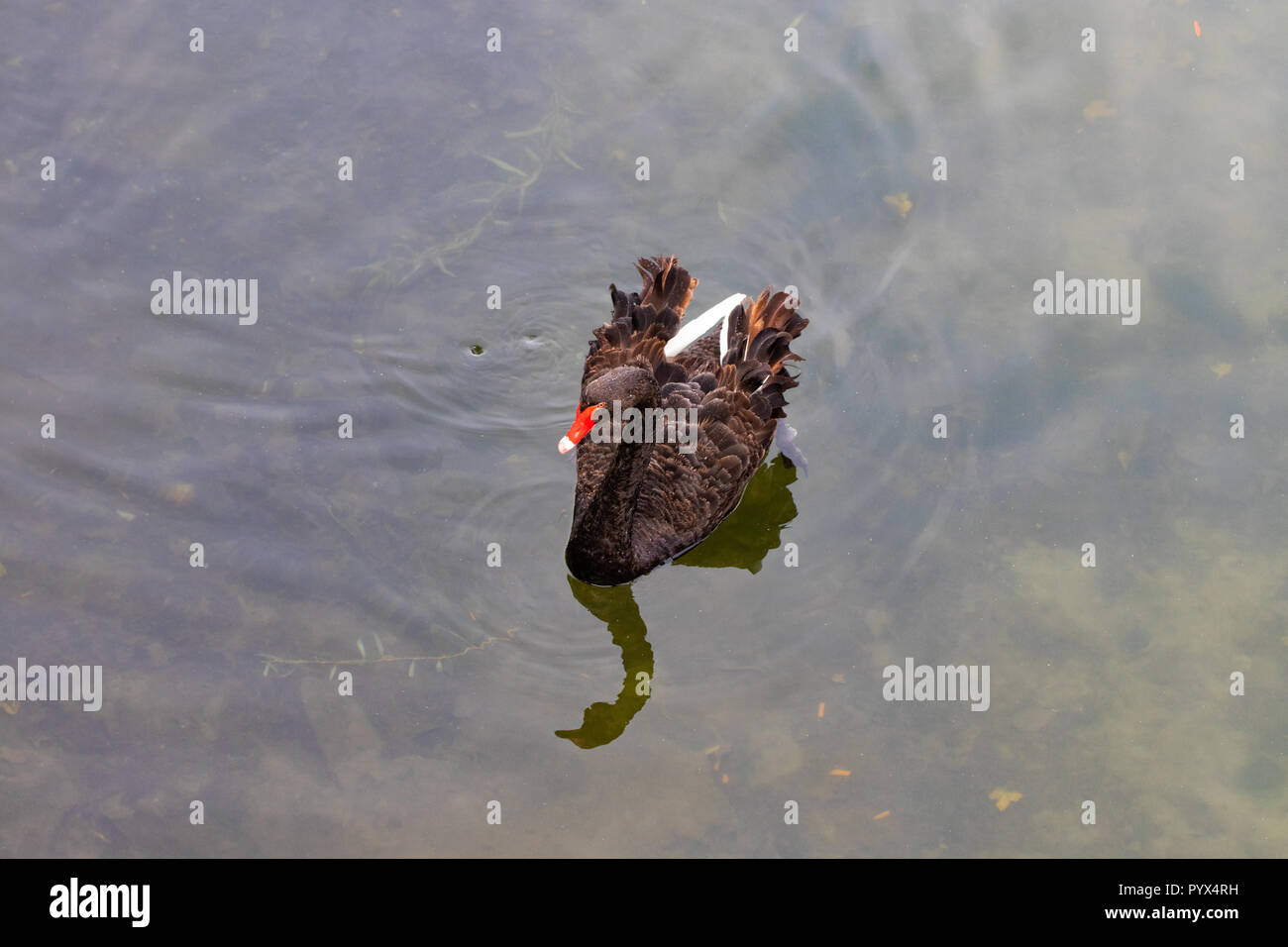 swans on a lake. Beautiful white swan with the family in swan lake ...