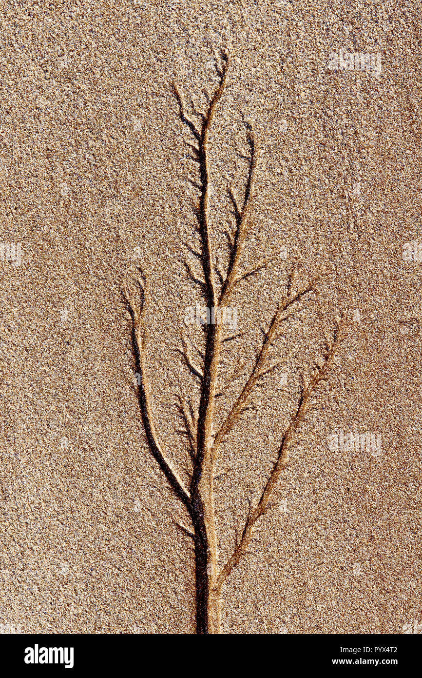 Tree like structure hi-res stock photography and images - Alamy