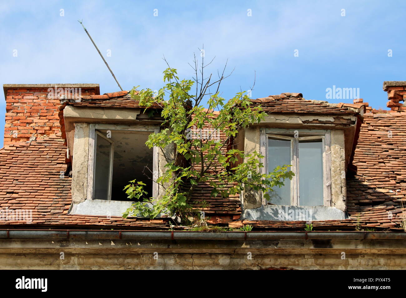 Small tree growing from rusted metal gutter between two broken roof ...