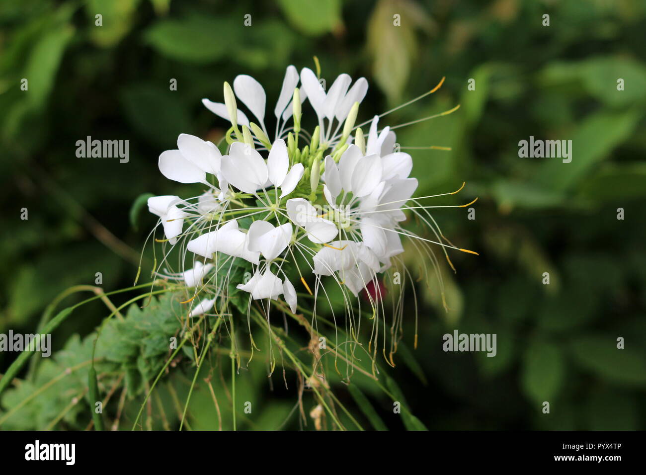 Spider Flower Leaves