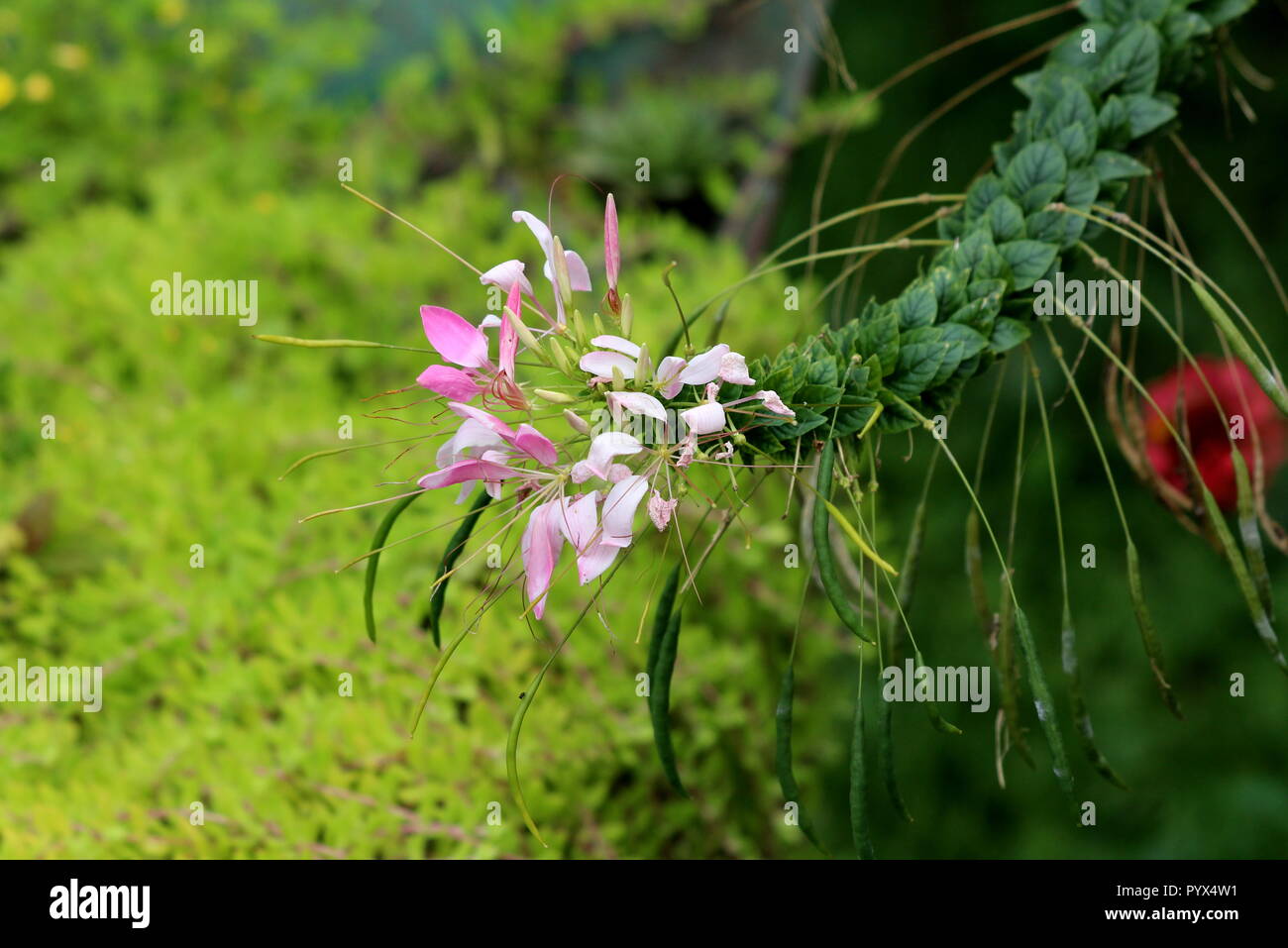 Spider flower or Cleome hassleriana or Spider plant or Grandfathers ...