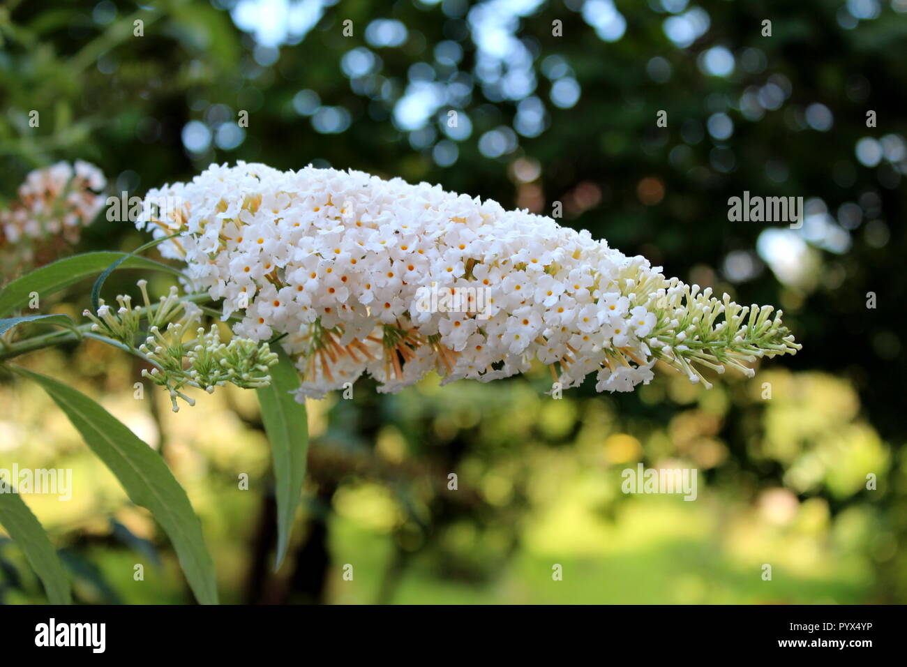 Summer lilac or Buddleia davidii or Butterfly-bush or Orange eye ...