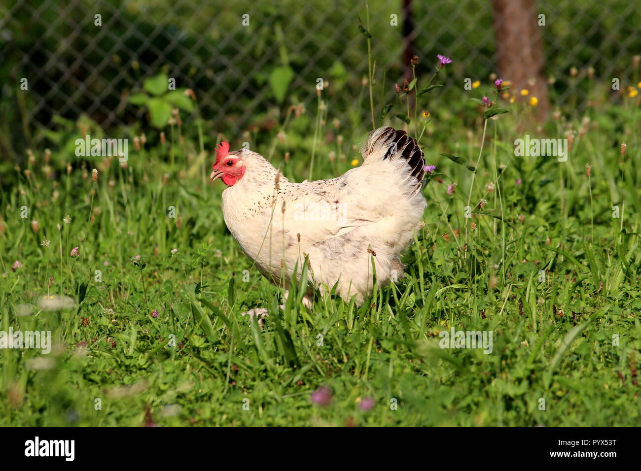 Black Tail Chicken Stock Photos & Black Tail Chicken Stock Images - Alamy