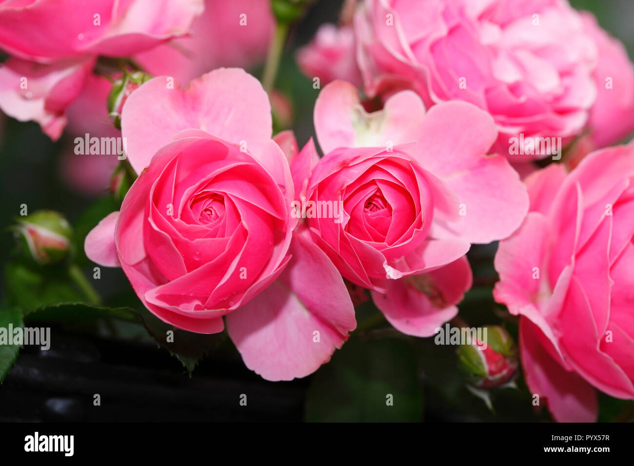 Roses germany hi-res stock photography and images - Alamy