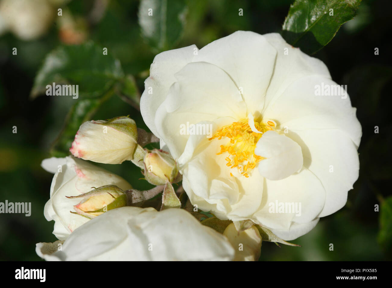 Roses germany hi-res stock photography and images - Alamy