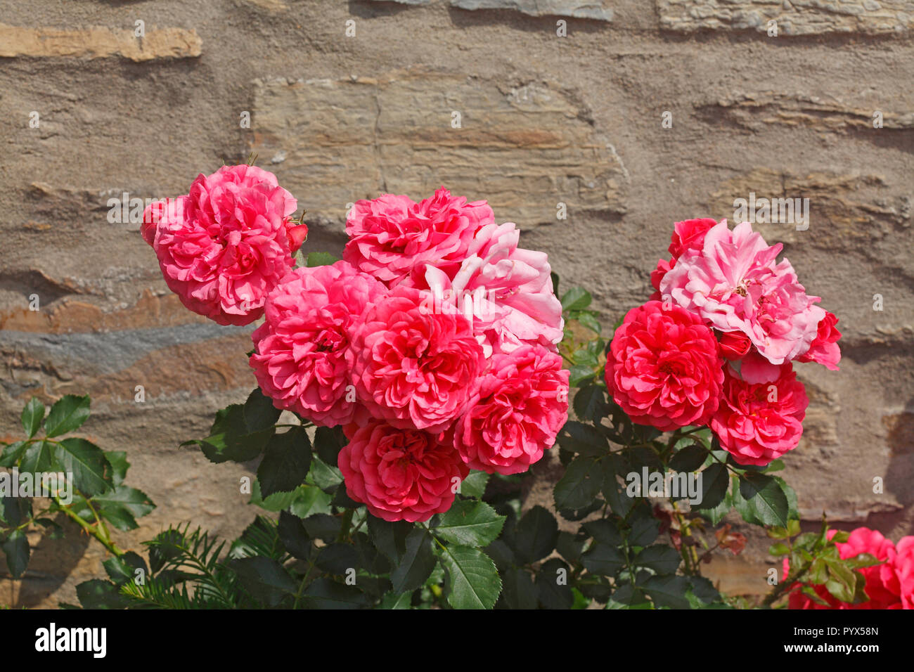 Roses i deutschland hi-res stock photography and images - Alamy