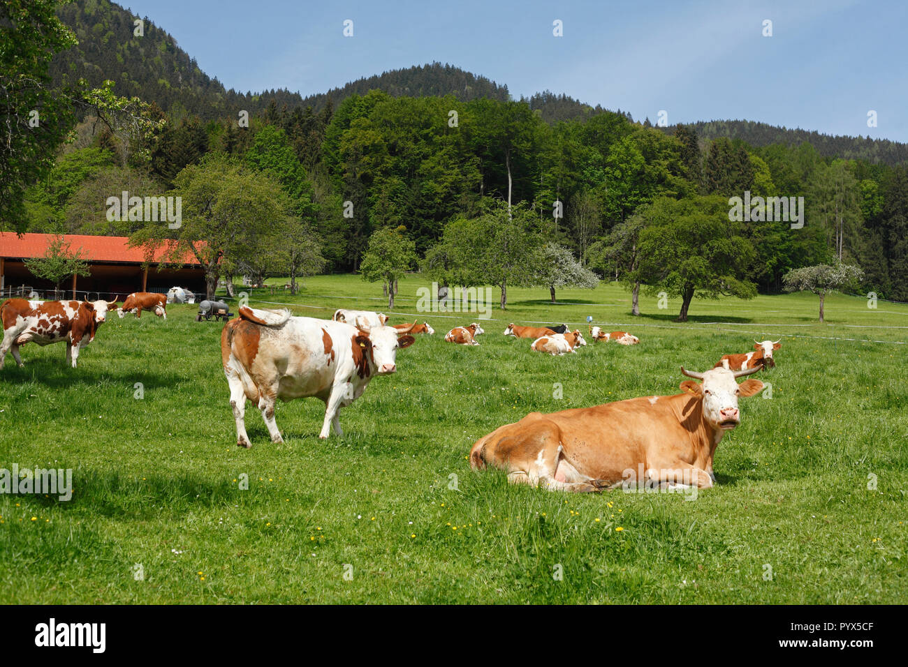 Cows on alpine pasture, St. Margarethen, Brannenburg, Upper Bavaria ...