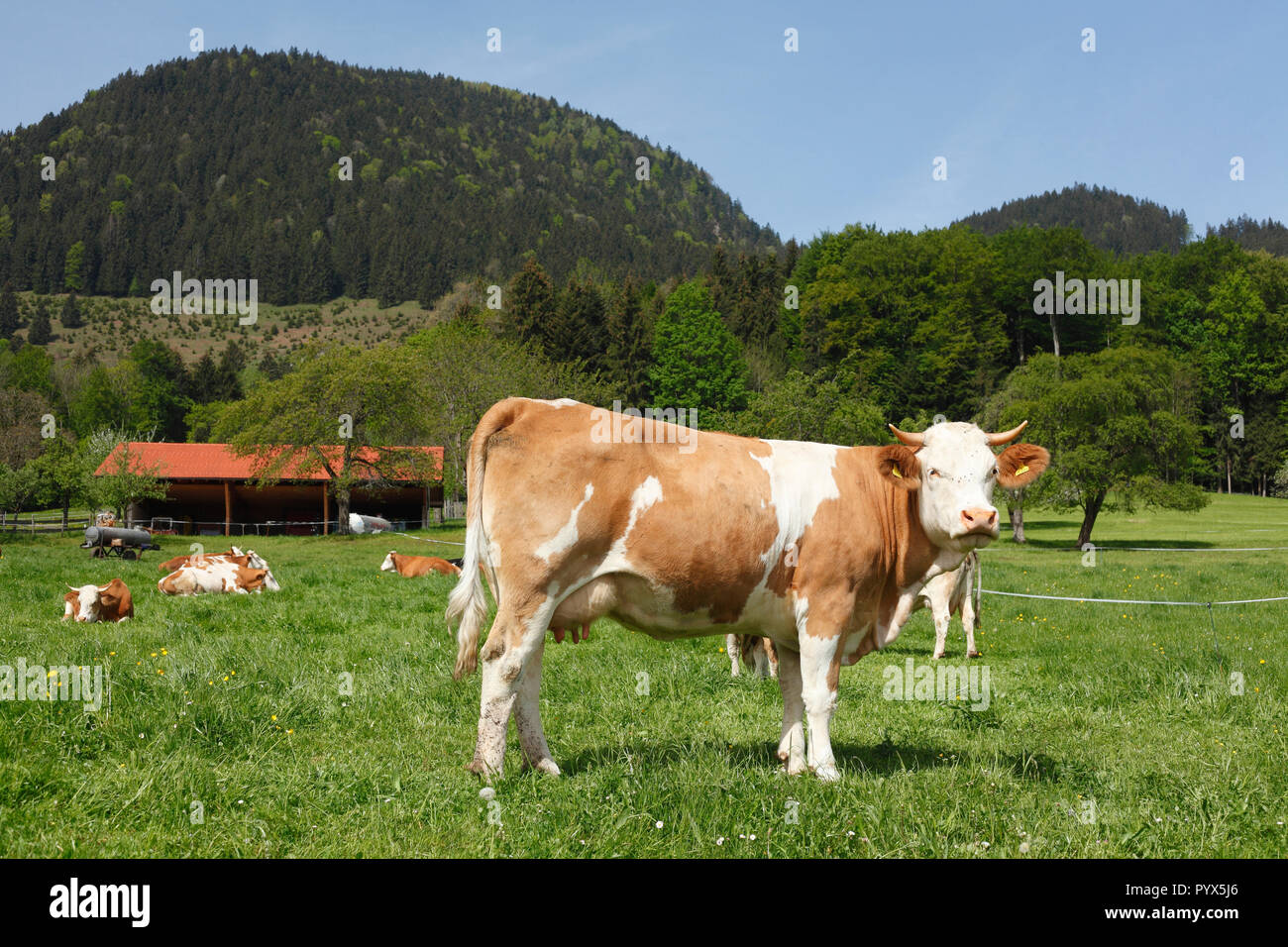 Cows on alpine pasture, St. Margarethen, Brannenburg, Upper Bavaria ...