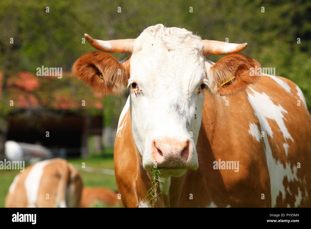 Kuh grasen hi-res stock photography and images - Alamy