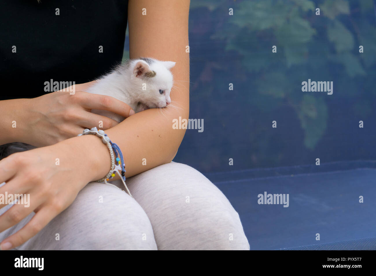 White baby cat cuddle with female owner Stock Photo - Alamy