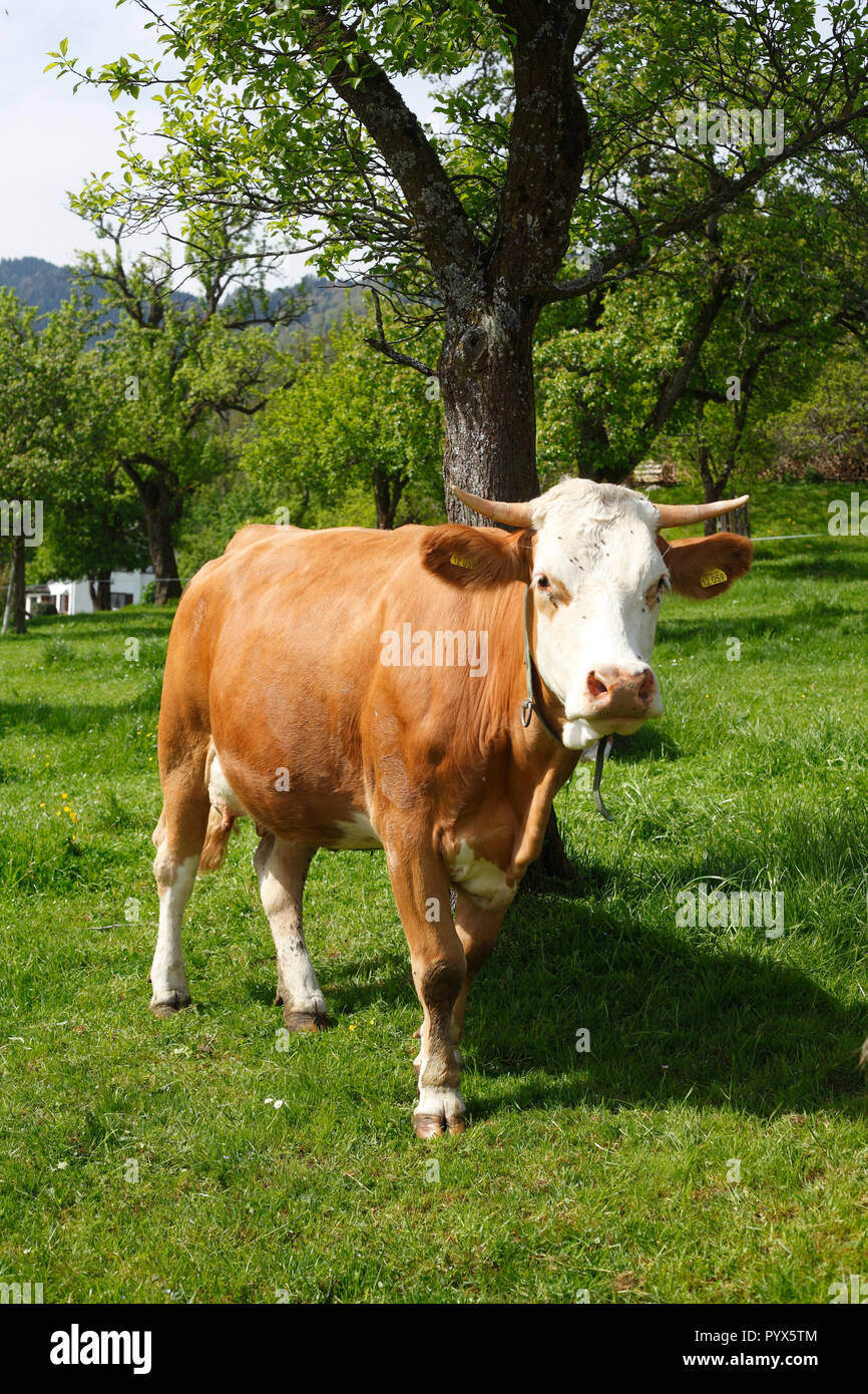 Cow on alpine pasture, St. Margarethen, Brannenburg, Upper Bavaria ...