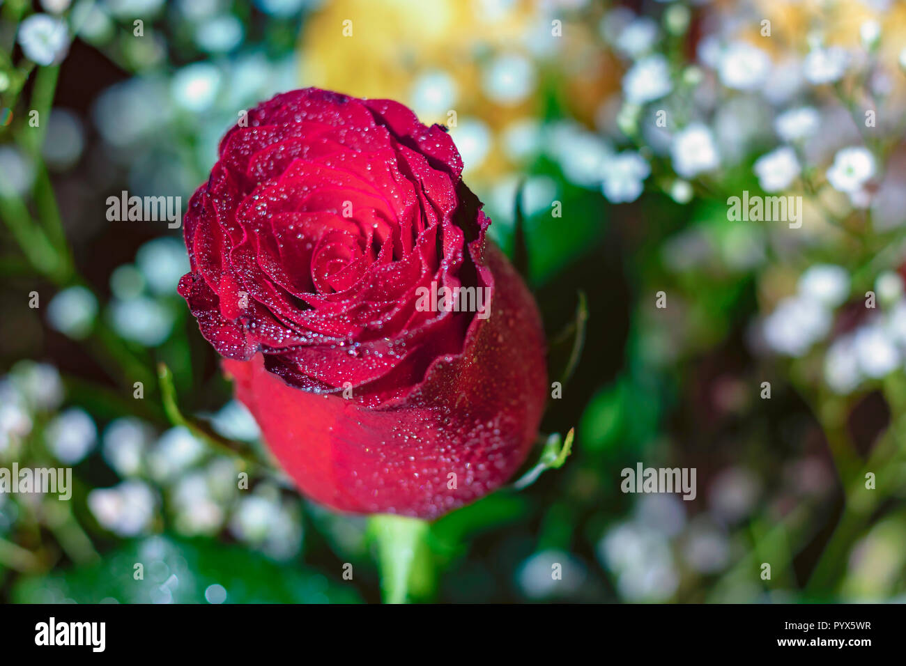Rose pettals hi-res stock photography and images - Alamy