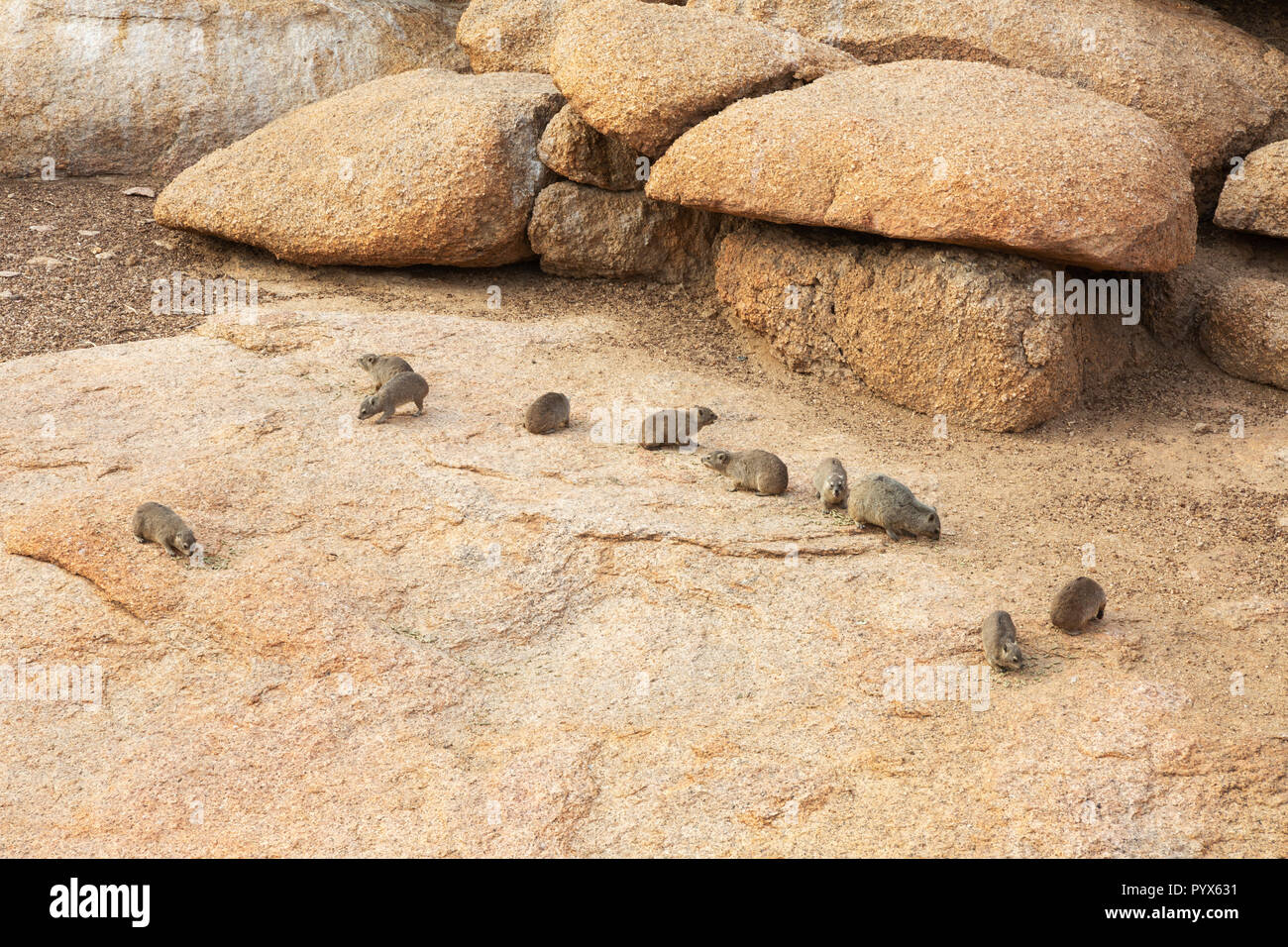 Rock Hyrax ( Procavia capensis ), also known as a Dassie, - a group on ...