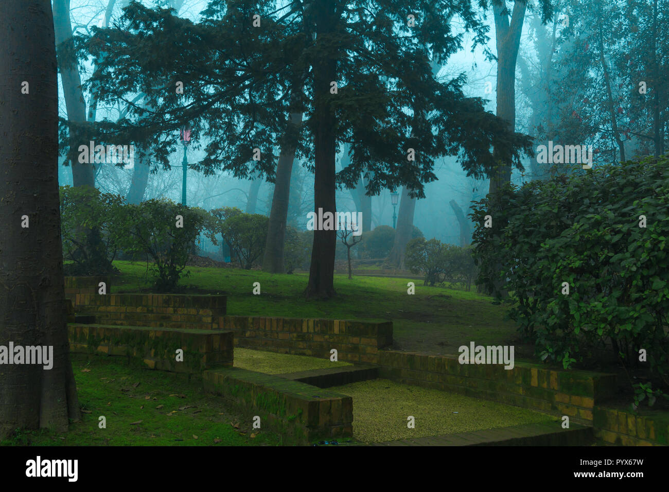 Forest path, spooky foggy landscape in Venice Italy Stock Photo - Alamy