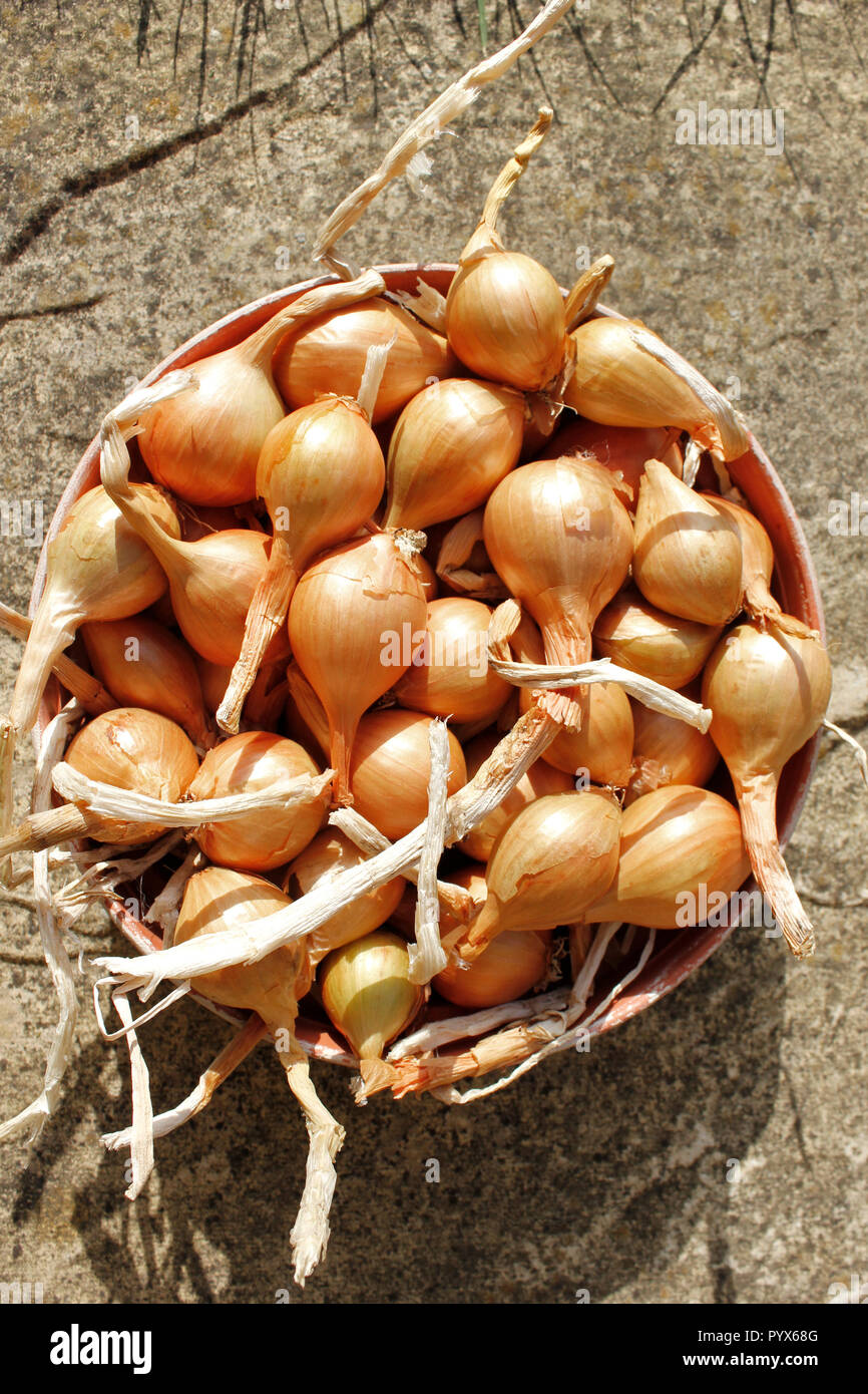 Shallots golden gourmet hi-res stock photography and images - Alamy