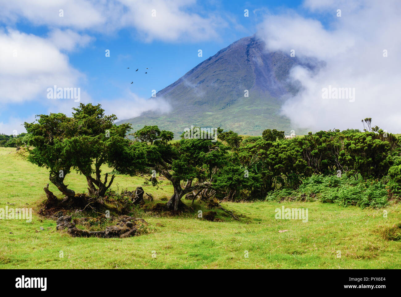 Image of trees below the big mountain of pico on the island of pico ...