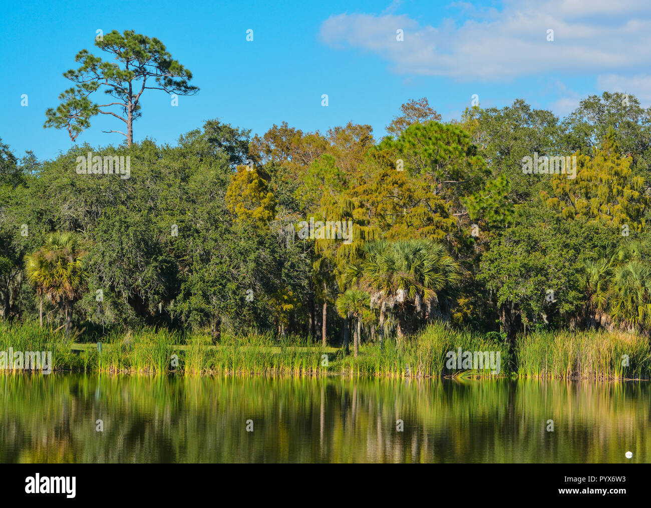 Beautiful view at Lake Seminole, Seminole, Florida Stock Photo - Alamy Beautiful view at Lake Seminole, Seminole, Florida Stock Photo - Alamy
