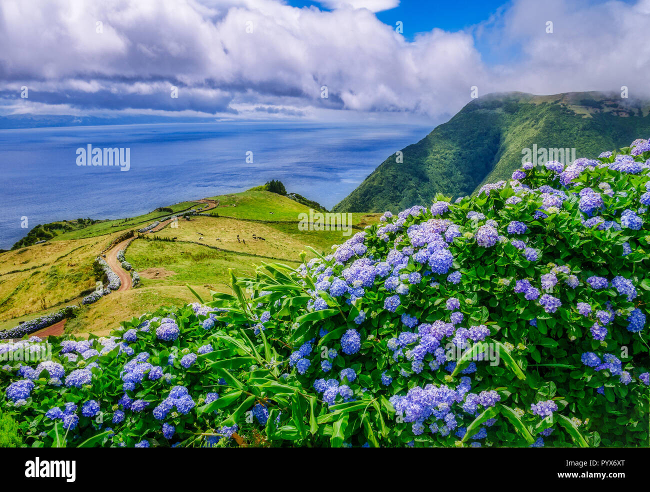 Hydrangeas azores hi-res stock photography and images - Alamy