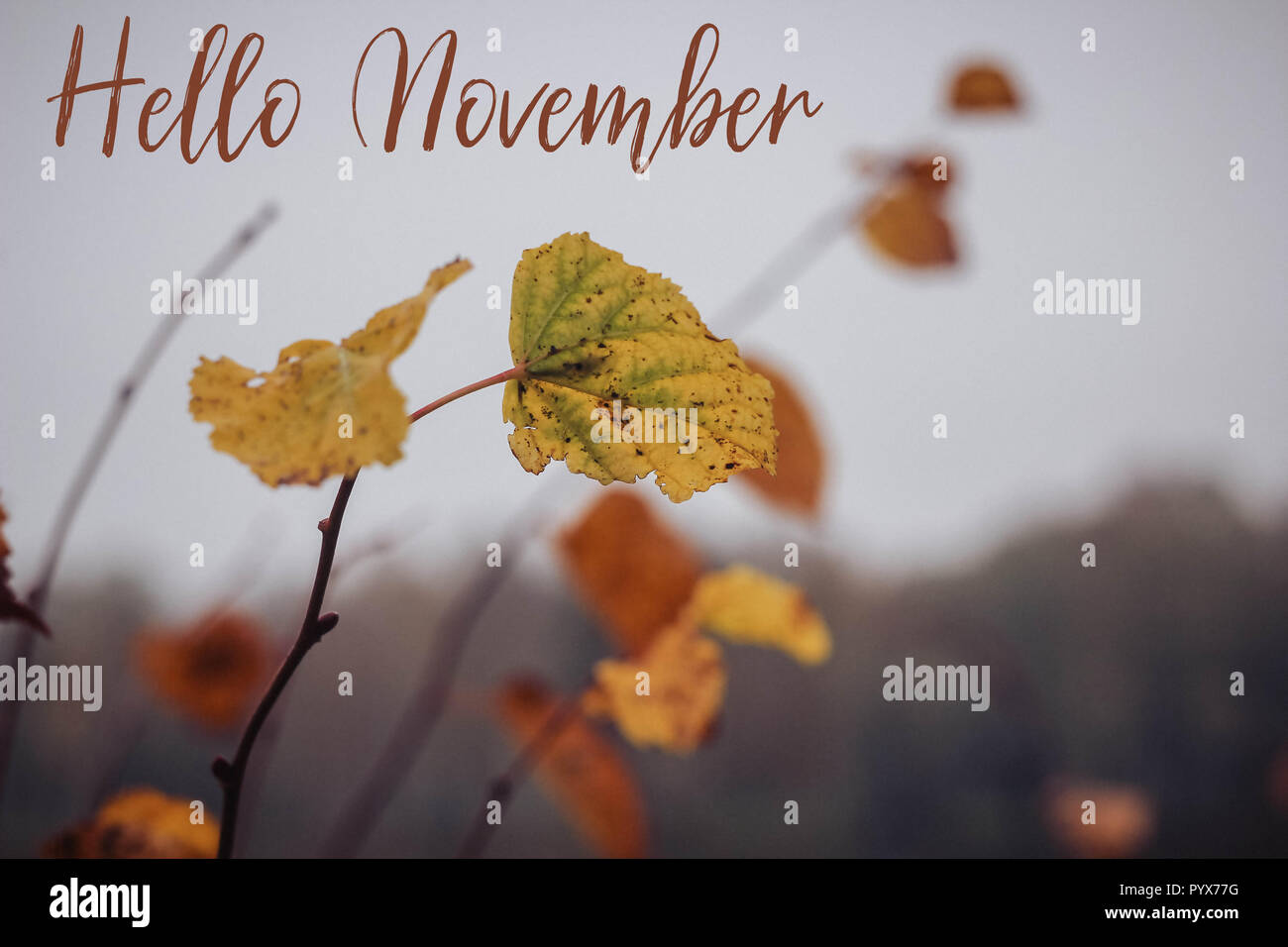 Red frost leaves on blur background hi-res stock photography and images ...