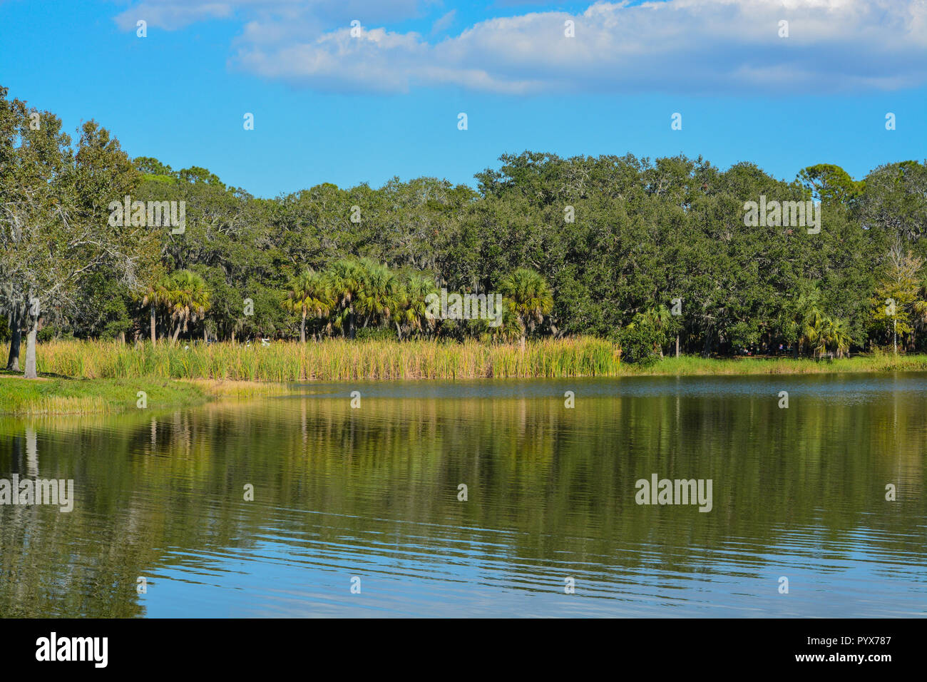 Beautiful view at Lake Seminole, Seminole, Florida Stock Photo - Alamy