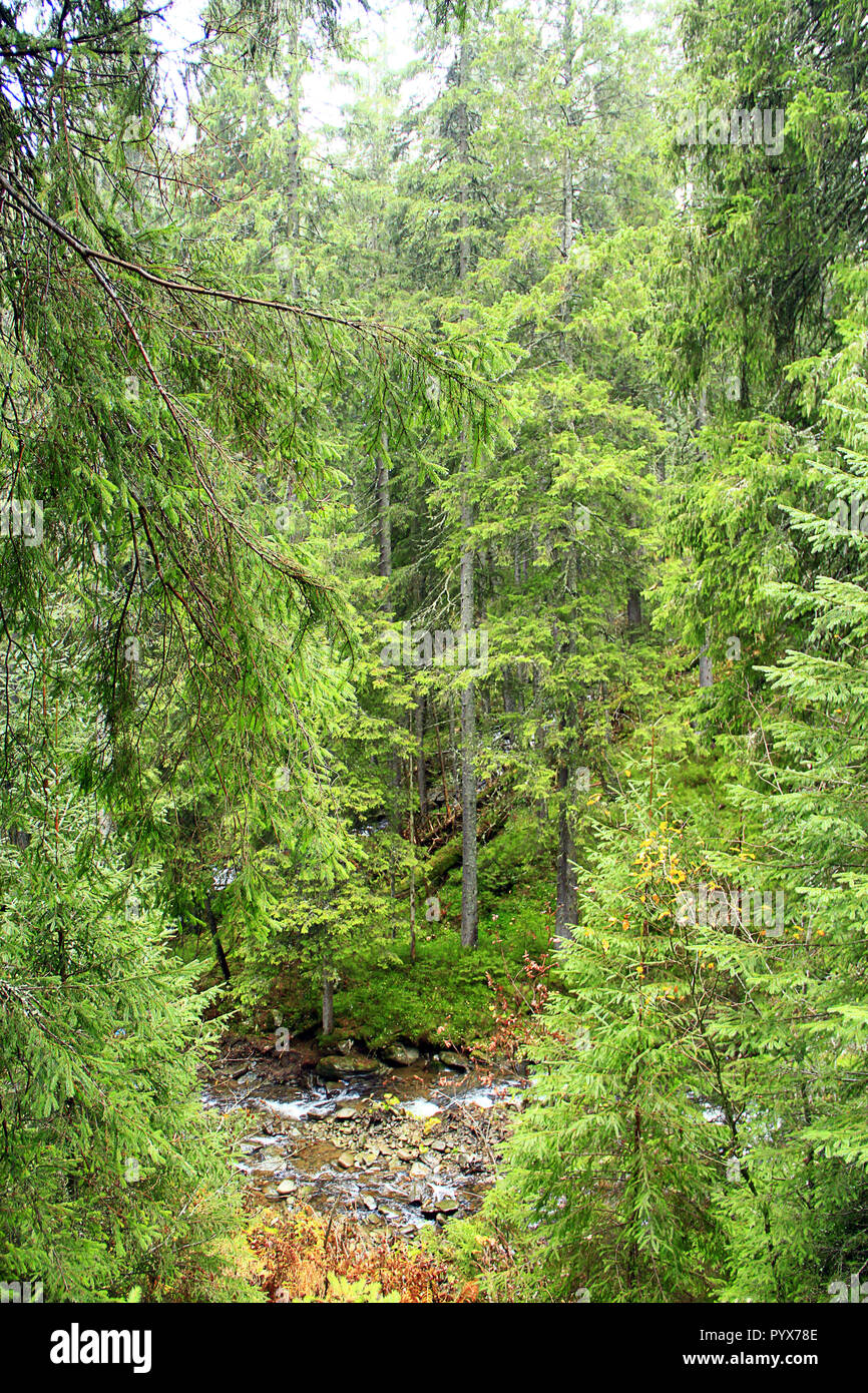 Slope forest hi-res stock photography and images - Alamy