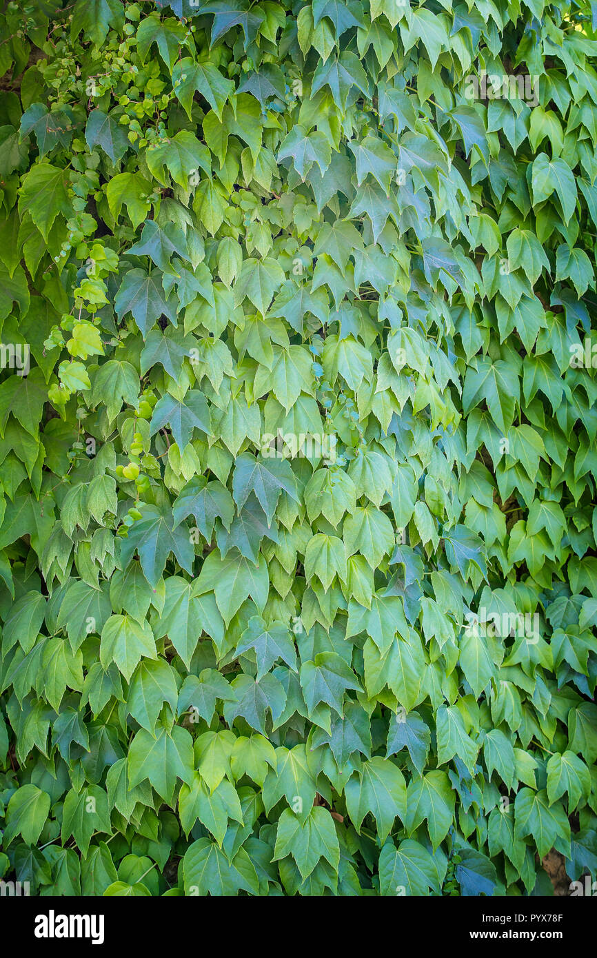green ivy leaves tightly covering wall background Stock Photo - Alamy
