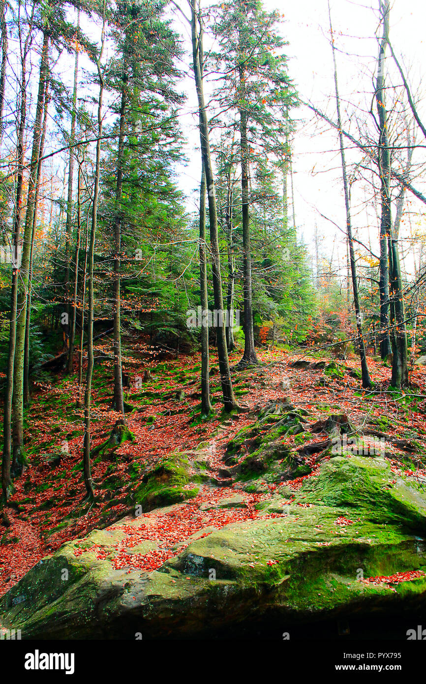 White fir trees landscape hi-res stock photography and images - Alamy